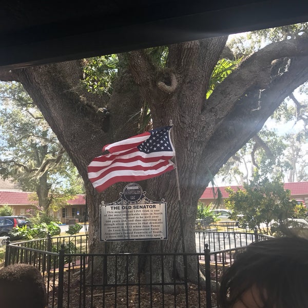 Photos at The Old Senator Tree - Tree