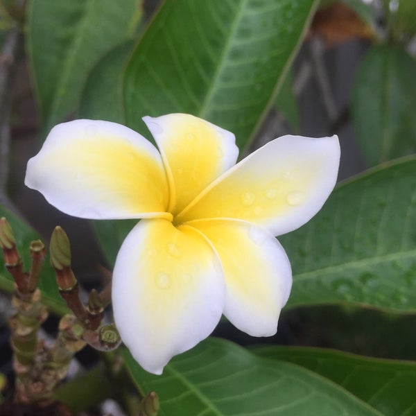 Haiku Plantation - Kāne‘ohe, HI
