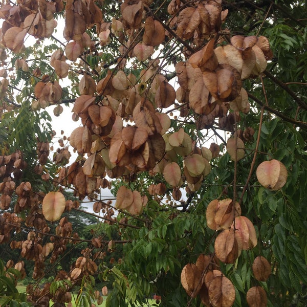 Carvahlo Park - Hilo, HI