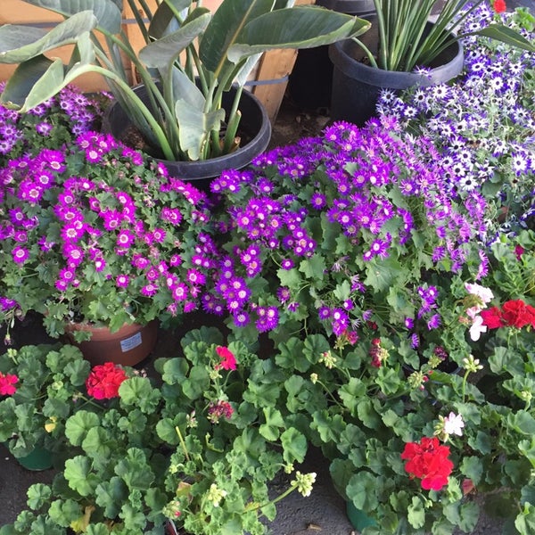 Plant World - Flower Store