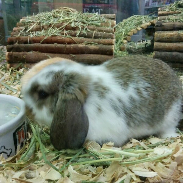 PJ's Pets (Now Closed) - Bedford Park - 3291 Yonge St.
