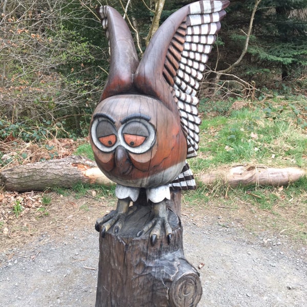 Hamsterley Forest - Forest in Hamsterley