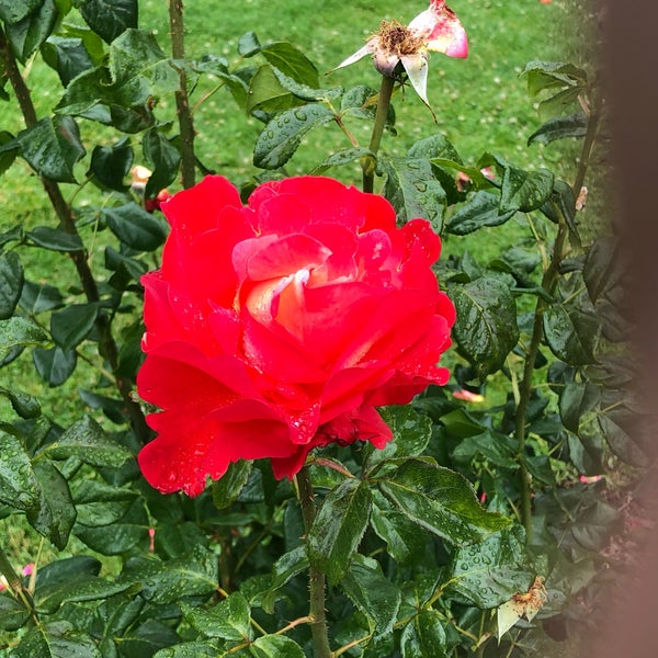 Woodland Park Rose Garden - Garden in Seattle