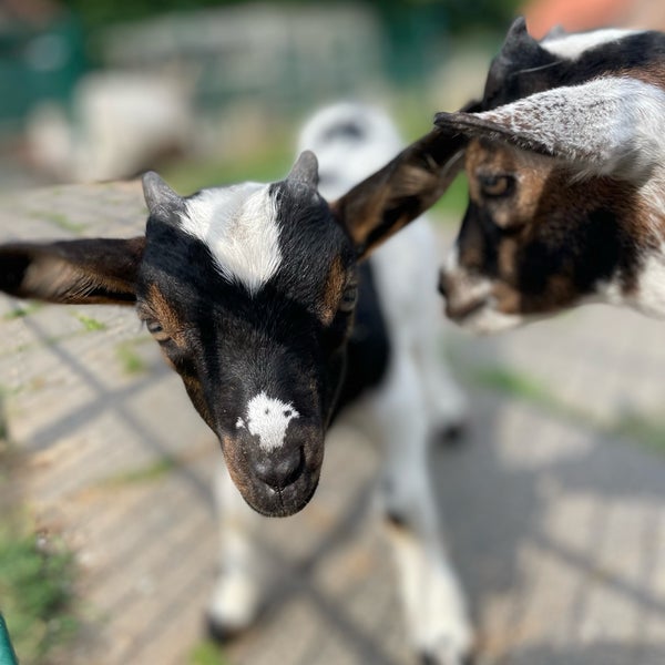 Tierpark Petermoor Bassum - Am Petermoor 2