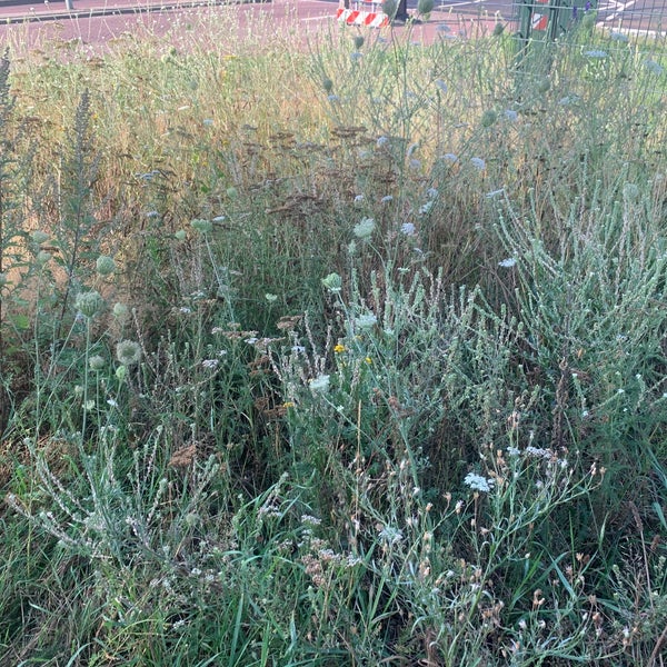 Station Venray - Oostrum, Limburg