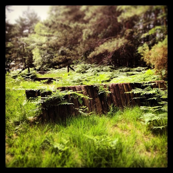 Old Dean Common - Camberley, Surrey