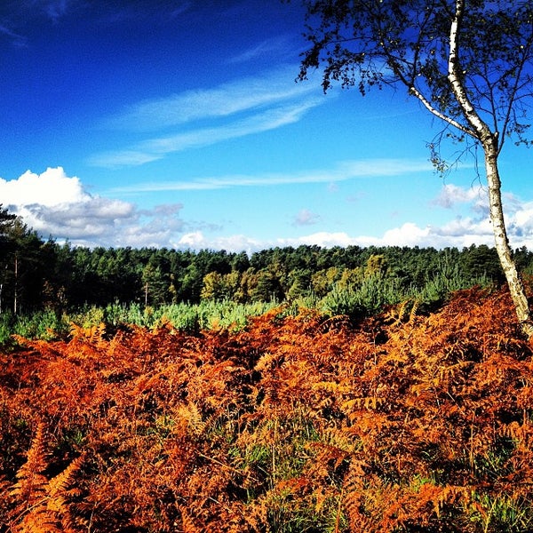 Old Dean Common - Camberley, Surrey