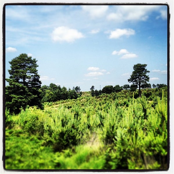 Old Dean Common - Camberley, Surrey