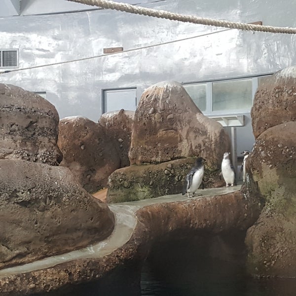 Penguin Exhibit - Portland, OR