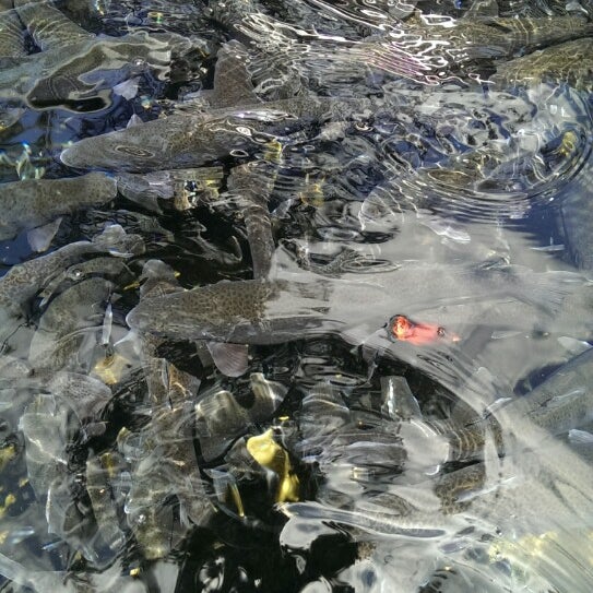 Wizard Falls Fish Hatchery - Camp Sherman, OR