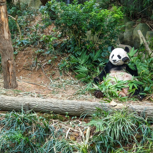 Photos at Giant Panda Forest - Central Catchment Nature Reserve - River ...