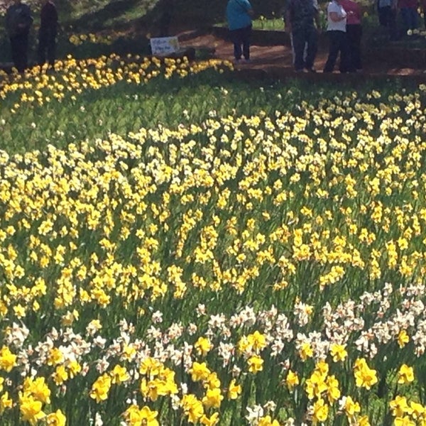 Daffodil Hill - Garden