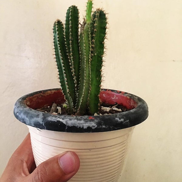 Photos at Parañaque City Hall - San Antonio - Paranaque City, Rizal