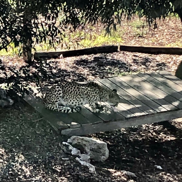 Cheetah Enclosure - Zoo Exhibit