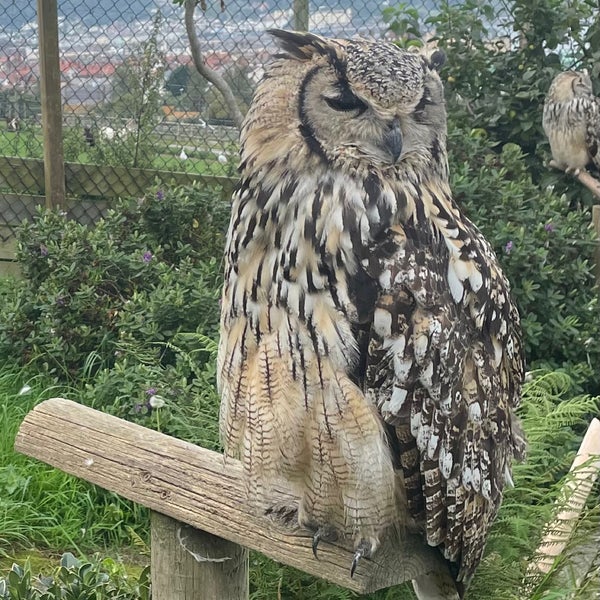 Bodafon Farm Park - Farm in Llandudno