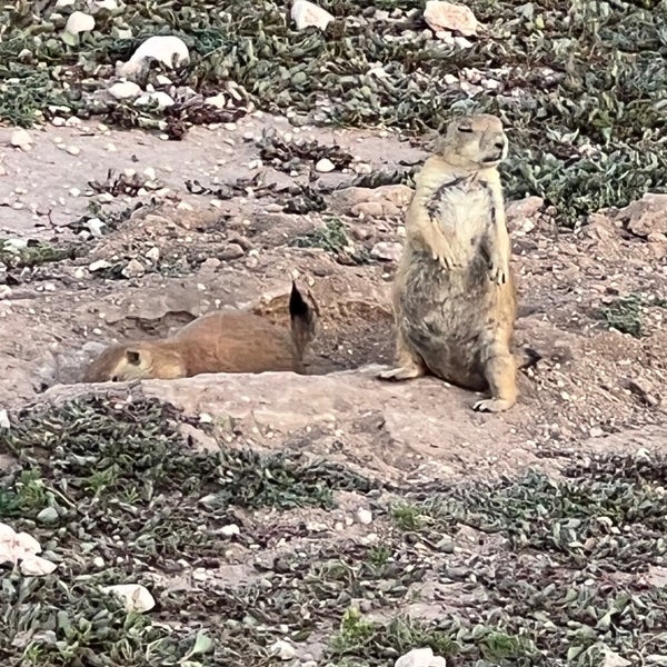 Prairie Dog Town - Dog Park