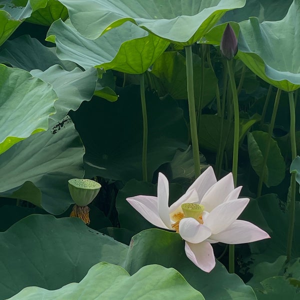 Guangfulin Relics Park 广富林遗址公园 - 2 tips from 222 visitors