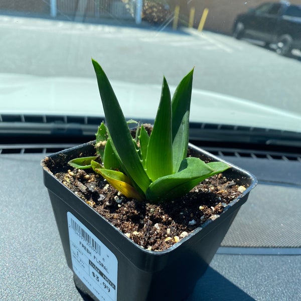 Nell's ShurFine Market - 6 tips from 218 visitors