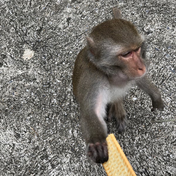 Hon Lao Monkey Island - 20 tips