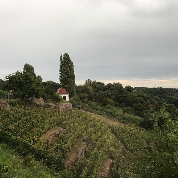 Photos at Panoramarestaurant Spitzhaus - Diner in Radebeul
