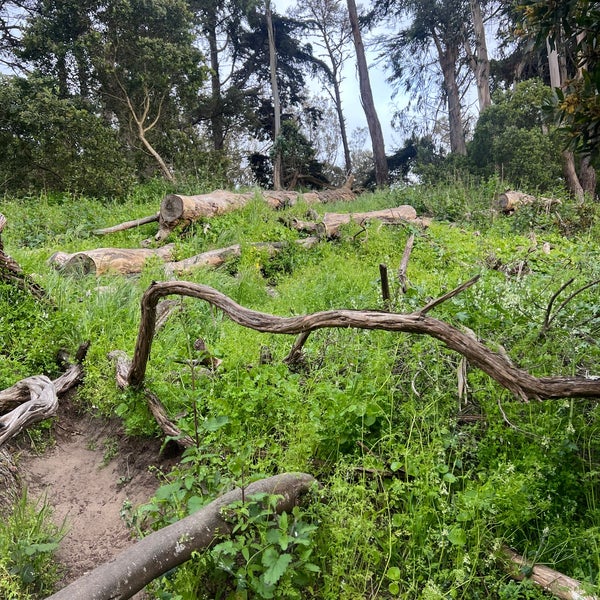 Lindley Meadow - Golden Gate Park - 5 tips from 2362 visitors