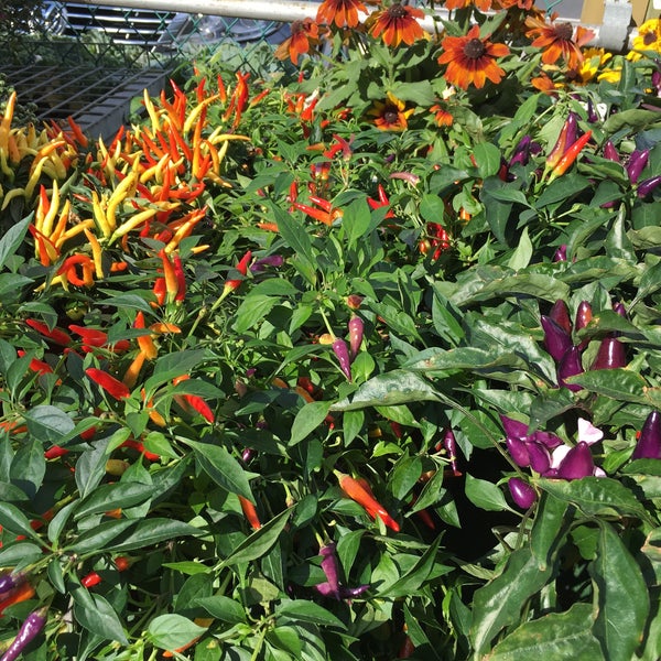 Matt's Farm Market & Garden Center - 2 tips from 108 visitors