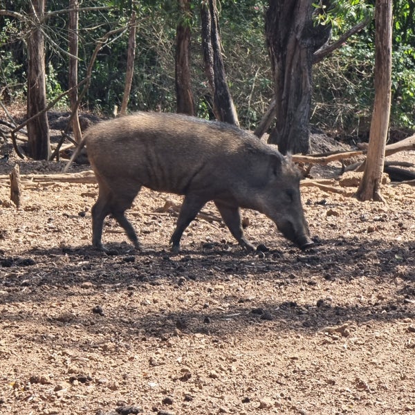 Pilikula Zoo - Zoo Exhibit
