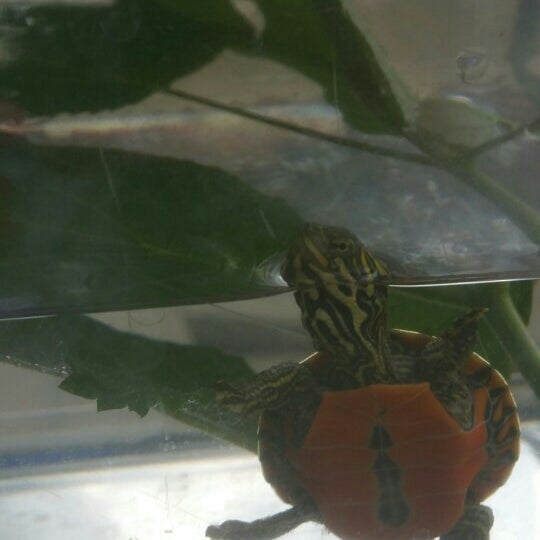 North Shore Heated Pool & Spa - Reston, VA