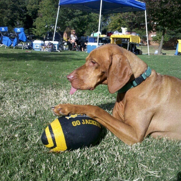 Georgia Tech Tailgate - Athletics & Sports in Atlanta