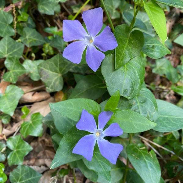 Stringer's Ridge Park - Park in North Chattanooga - Hill City - UTC