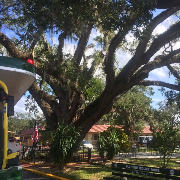 Photos at The Old Senator Tree - Tree
