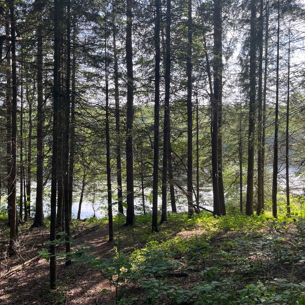 Beartown State Forest - Great Barrington, MA