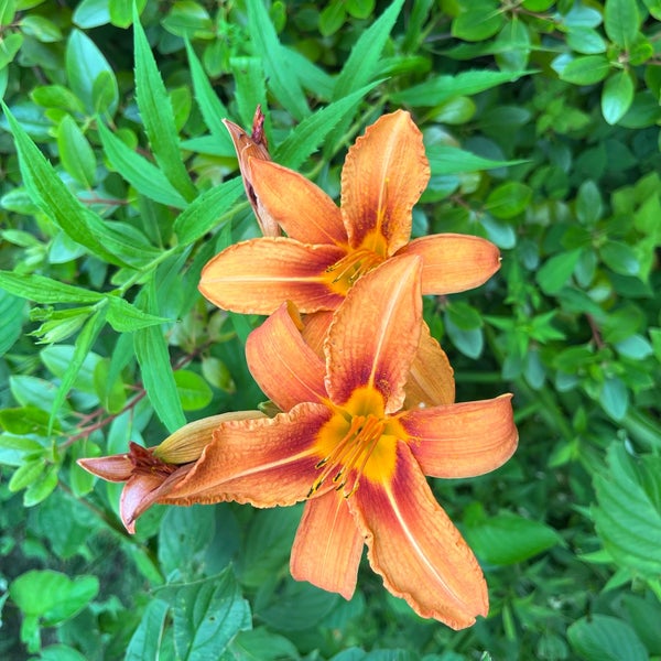 Beartown State Forest - Great Barrington, MA