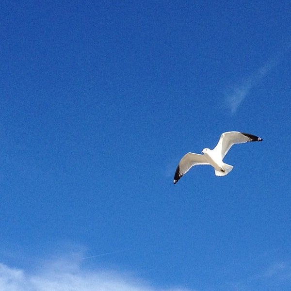 Photos at 1st Street Jetty - Surf Spot in Virginia Beach