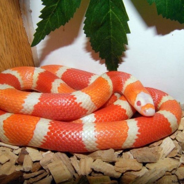 Petsmart Corn Snake