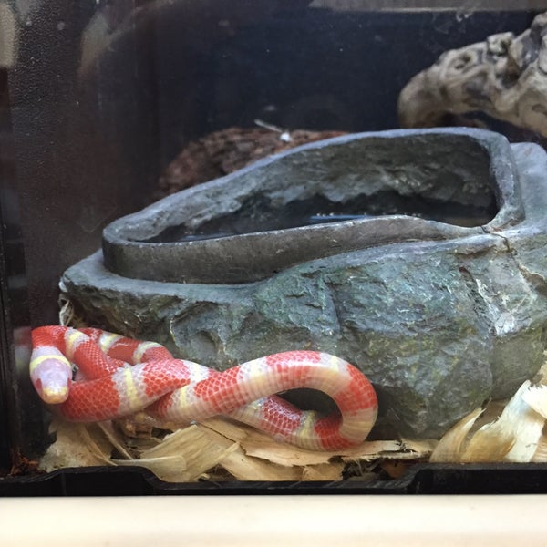 Petsmart Corn Snake