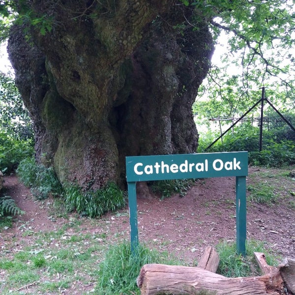 Cathedral Oak - Marlborough, Wiltshire