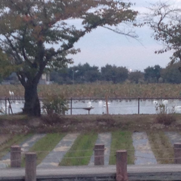 Photos at 瓢湖 - Lake in 阿賀野市