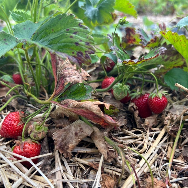 Wightman's Farms - 20 tips from 1591 visitors