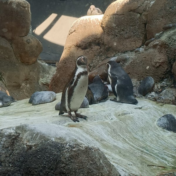 Penguin Exhibit - Portland, OR