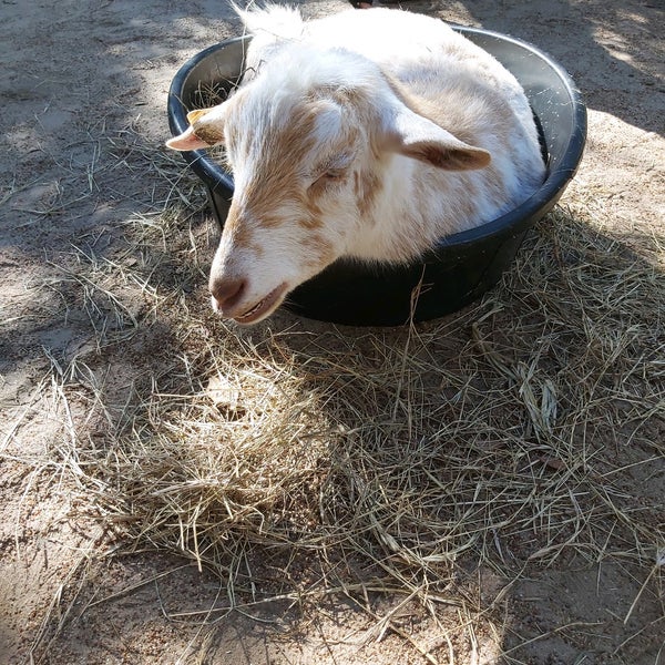 Jacksonville Zoo- (Barbie) Goats - Zoo Exhibit in Jacksonville