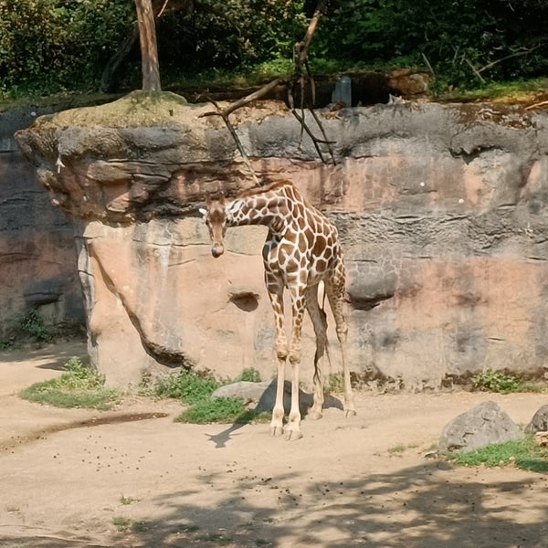 Giraffe Exhibit - 2 tips