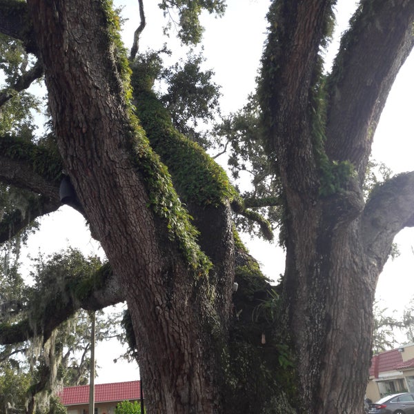 Photos at The Old Senator Tree - Tree