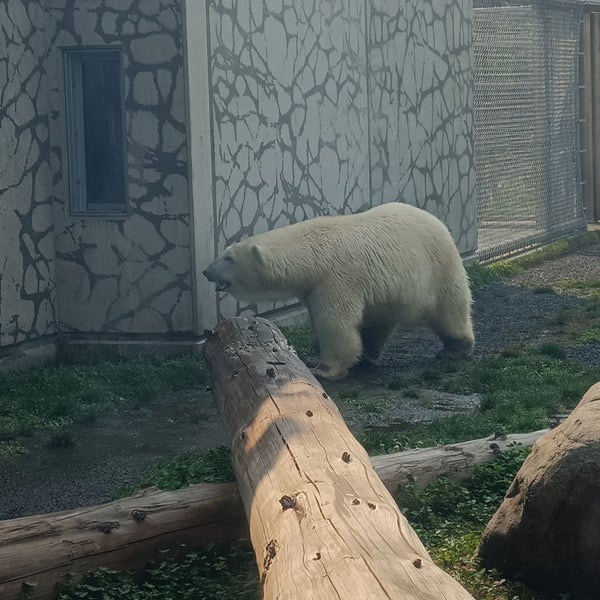 Polar Bear Exhibit - Portland, OR