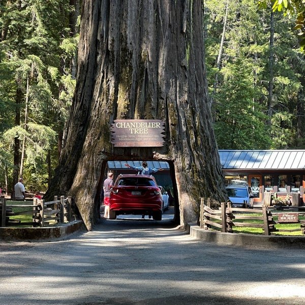 Drive-Thru Tree Park - 24 tips from 1233 visitors