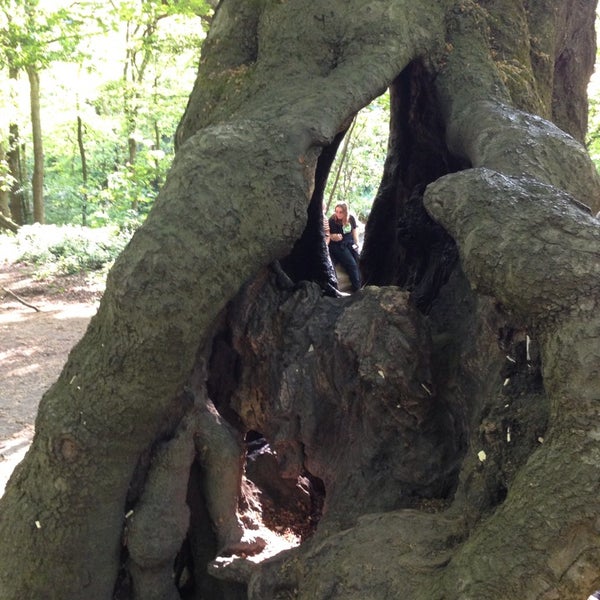 The Hollow Tree - Tree in London