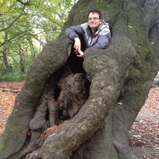The Hollow Tree - Tree in London