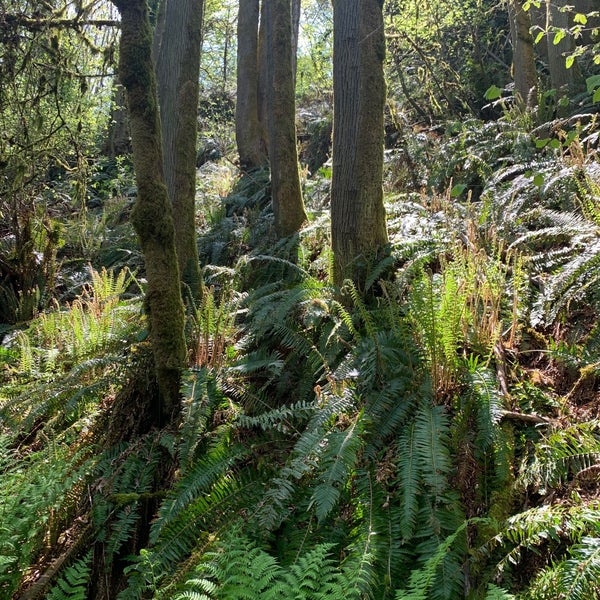 Ravenna Park - Seattle, WA