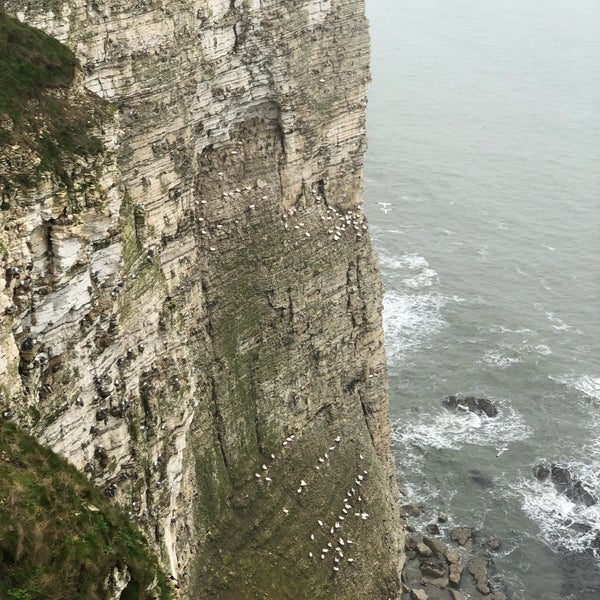 Bempton Cliffs - Bempton, East Yorkshire