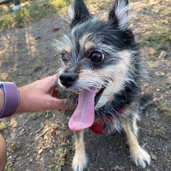 Edgewater Dog Park - Dog Park in Edgewater Beach